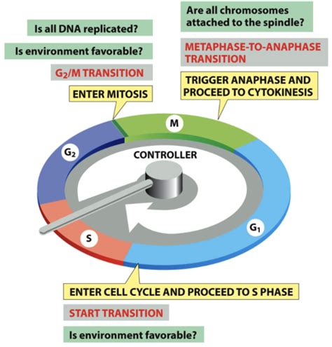 15 Cdk Regulation Of The G1s Transition Flashcards Quizlet
