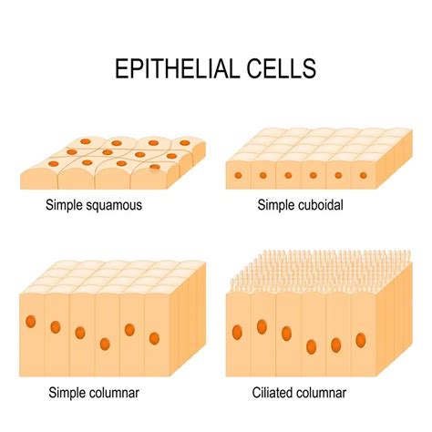 Weefsels Epitheel Nationale Vereniging Reumazorg Nederland
