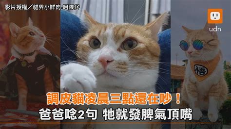 調皮貓凌晨三點還在吵 爸爸唸2句 牠就發脾氣頂嘴萌寵毛孩動物搞笑 YouTube