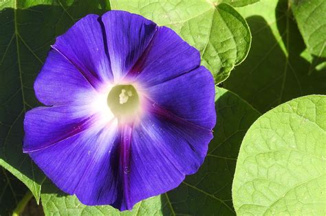 나팔꽃 바람 파란색 푸른 Pixabay의 무료 사진 Pixabay