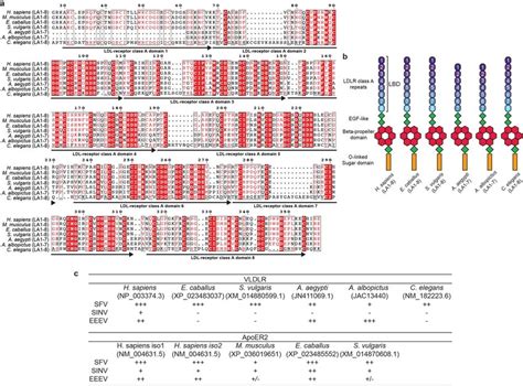 Sequence Alignment And Domain Organization Of Vldlr Constructs And