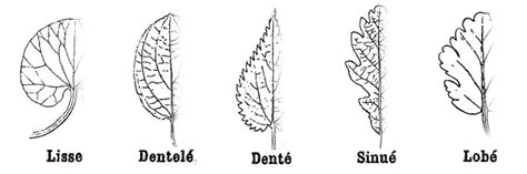 Examples Of Leaf Margin Shapes Entire Denticulate Dentate Sinuate Download Scientific