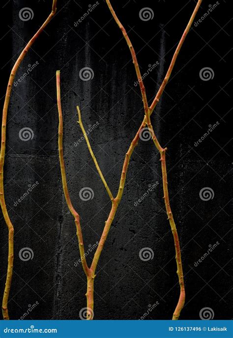 Naked Tree On Black Stock Photo Image Of Tree Blossoming