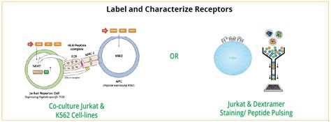 Cell System For Tcr Antigen Identification And Characterization Cellecta