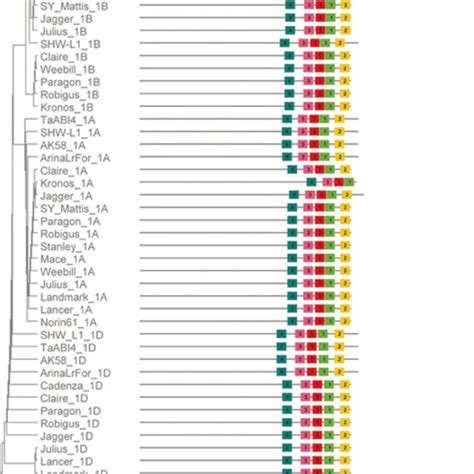 Potential Cis Acting Regulatory Elements In The Upstream Regions Of Download Scientific Diagram
