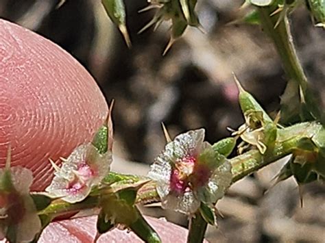 Salsola Paulsenii Calflora