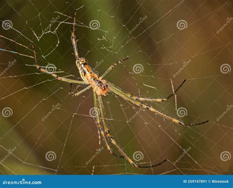 Closeup Of An Orb Weaver On The Cobweb Australia Stock Image Image Of Arachnid Legs 259747891