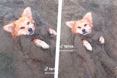 Tiktok Perrito Toma Sol En Playa De Chorrillos Y Se Vuelve Viral