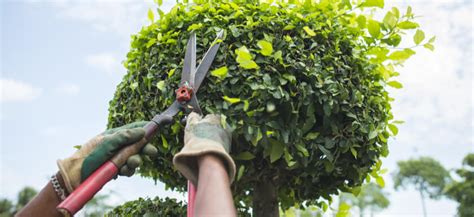 Tree Pruning Tree Removal Edmonton