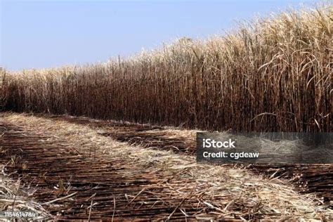 사탕수수 농장 사탕수수 밭은 수확을 위해 연소 사탕수수 농부 농장의 배경 사진 건조한에 대한 스톡 사진 및 기타 이미지 건조한 사탕수수 태국 Istock