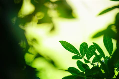 아름다운 자연은 보케와 햇빛 아래 흐린 녹지 배경에 녹색 잎을보고 배경 자연 식물 풍경 생태 벽지 개념으로 사용하여 공간을 복사합니다 0명에 대한 스톡 사진 및 기타 이미지