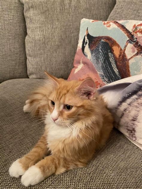I Once Visited Someone And They Had This Cat Rcats