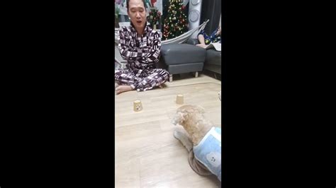 편집 없이 강아지 야바위~동윤이 풀버젼 엄청난 고민 🤔 Youtube