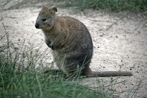 Quokka Con La Cola Larga Foto De Archivo Imagen De Morado 115270392