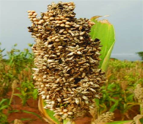 A Long Smut On Sorghum Varieties B Covered Smut Of Sorghum At Tari