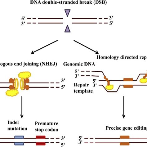 A Schematic Representation Of Programmable Nucleases Demonstrating Two
