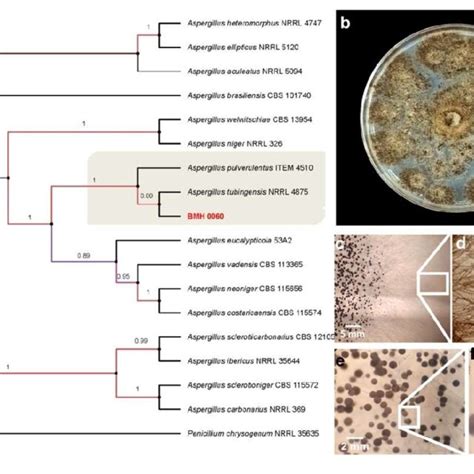 Phylogenetic Tree Generated By Fasttree Analysis Using A Mafft