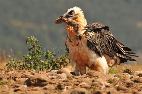 Scary Bearded Vulture Bird In The Valley Holding A Bone In The Beak Stock Image Image Of