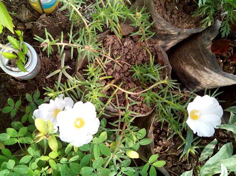 Foto Bunga Krokot Putih Dan Bunga Kuning Mekar Katabah Komarudin Tasdik