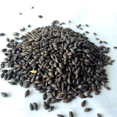 Chocolate malt - PMV Maltings