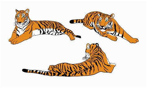 Conjunto De Tigres De Color Ilustración De Vector De Diseño De Tigre