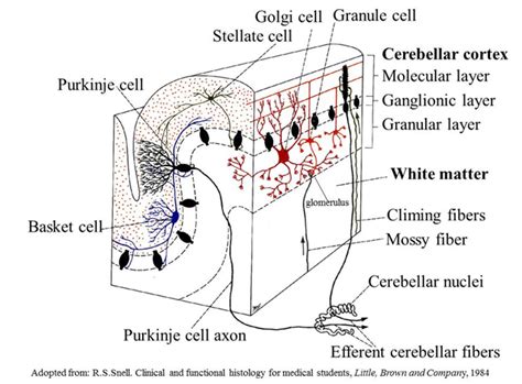 The Cerebellum Morphology Of Nervous System