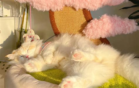 高质量电脑壁纸超清4k原图猫 抖音