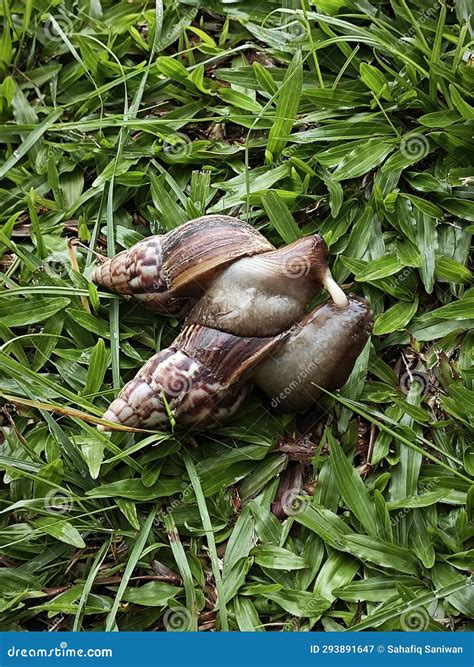 Couple Of Snail In Their Action Of Mating Stock Image Image Of Snail Couple 293891647