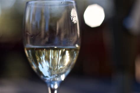 무료 이미지 보케 포도주 음주 푸른 자료 알코올 와인 잔 Ds106 주류 마시는 것 샴페인 유리 잔 4584x3056 356684 무료