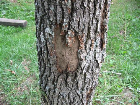 The Burrow The Sick Trees