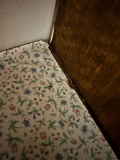 1 Dead Dried Roach Id And Advice Rgermanroaches