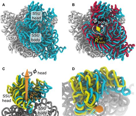 Subunit Rotation In The 70s Ribosome A All Ribosomes Are Composed Of
