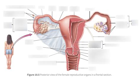 Posterior Frontal Female Reproductive Organs Diagram Quizlet