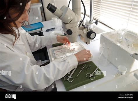 Mouse Dissection Lab At Sara Sheridan Blog