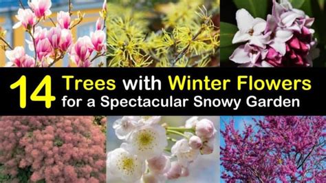 Trees With Winter Flowers For A Spectacular Snowy Garden