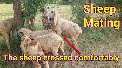 Sheep Matingsheep Crossinganimal Meetingnatural Sheep Meeting Youtube