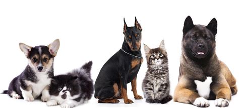 10 Ros Deep Learning Course — Rospug V10 Documentation