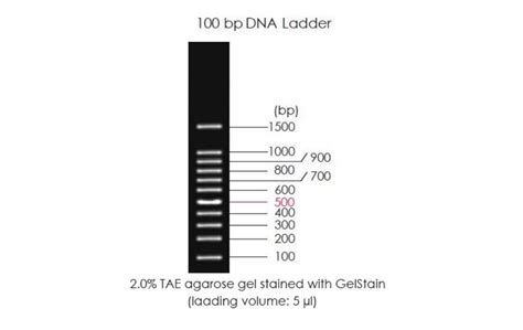 Dna Marker 100 Bp