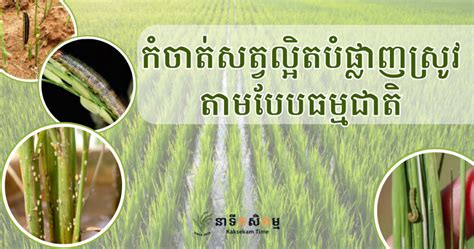 វិធីងាយៗក្នុងការបណ្ដុះសណ្ដែកបណ្ដុះនិងវិធីរក្សាទុកសណ្ដែកបណ្ដុះដោយខ្លួនឯង នាទីកសិកម្ម Kaksekam