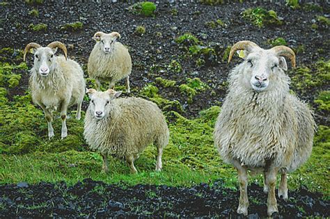 아이슬란드 양 유토이미지 상세페이지 베이직샵 사진 21171699