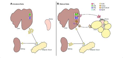 Alterations In Liver Metabolism Between The Immature And Mature