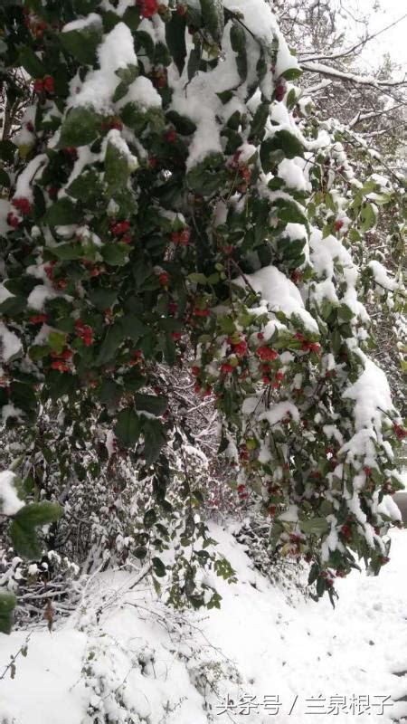 深秋的雪後 蘭州石佛溝天都山景色太美 銀裝素裹 每日頭條