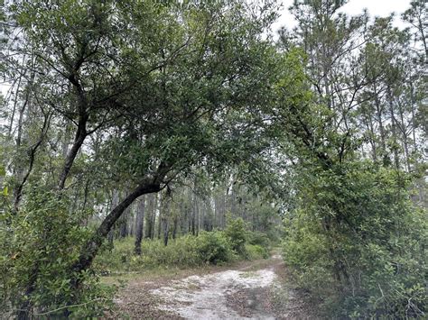 Richloam Wildlife Management Area Se Quarter Infinity Loop Florida