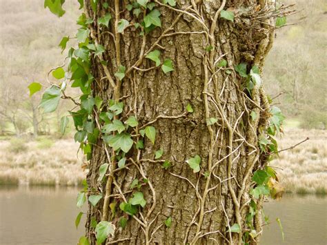 Free Tree Trunk 4 Stock Photo FreeImages Com