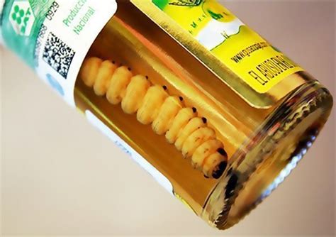 На дно бутылки с мескалем традиционный Знаете ли Вы Фотострана Пост №382077591