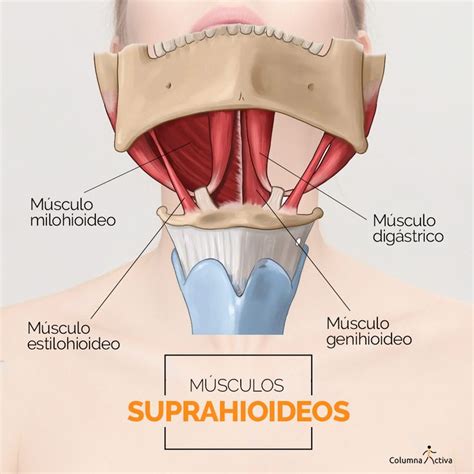 Los Músculos Suprahioideos Musculos Cavidad Oral Músculos Del Cuello