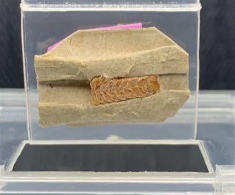 元気 Genkiinsect Twitter