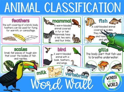 Vertebrates Classification Classification Of Vertebrates Cards