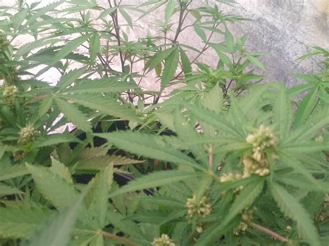 Sts Solution Feminizing Page 2 Seedling Ilgm Growers Forum Free