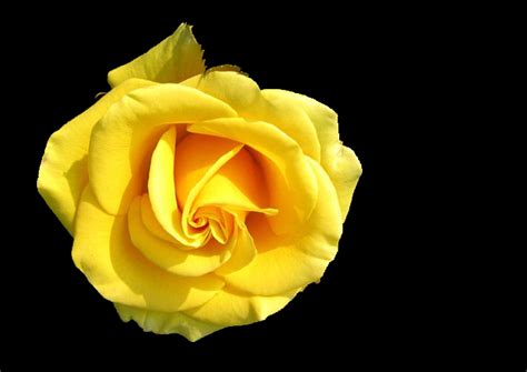 Python Opencv Colorization Failure Stack Overflow